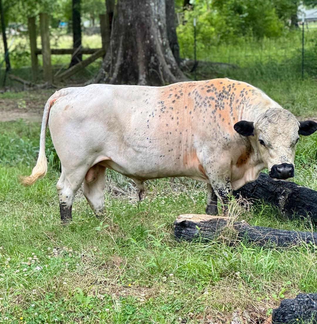 4 YEAR OLD PROVEN HOMOZYGOUS POLLED BULL - White Dexter